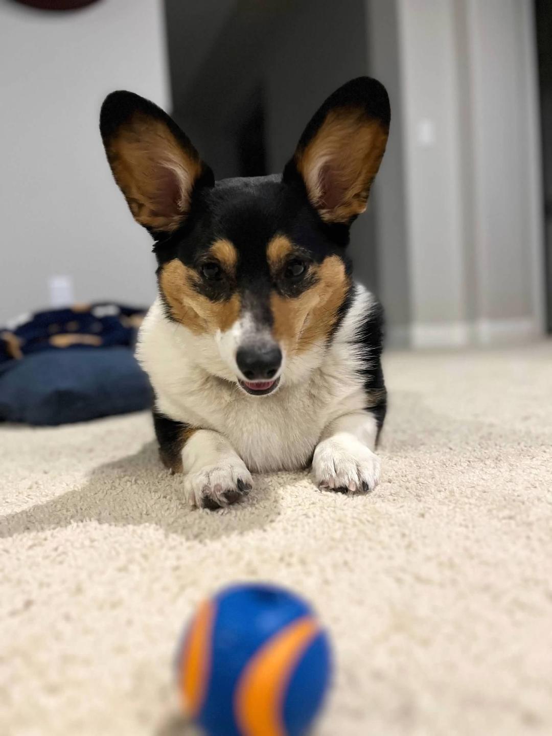 Clients – Oracle Road Pet Clinic