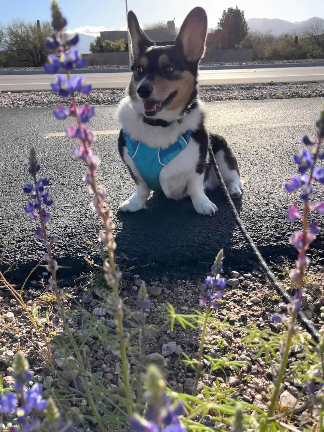 Clients – Oracle Road Pet Clinic